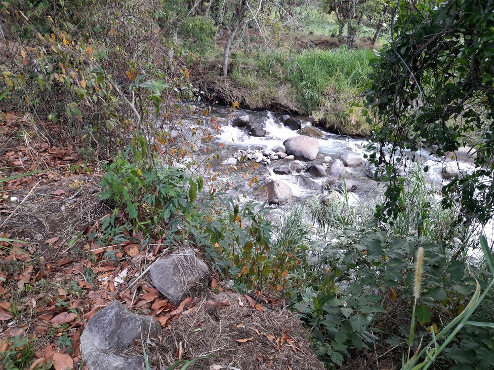 Price Reduction! Over 17 Acres of Reforested Land With Riverfront For ...